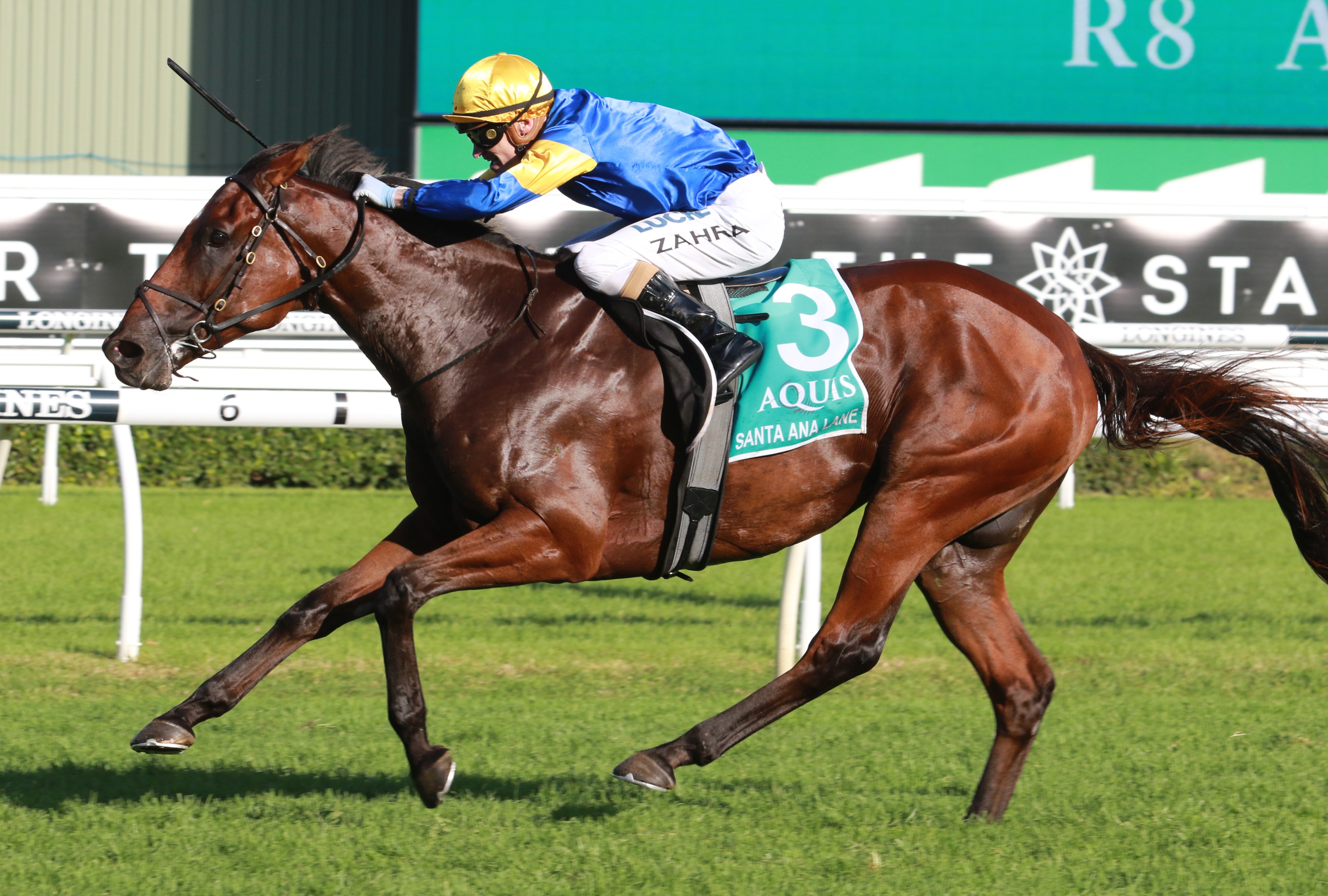 Santa Ana Lane flies in on top of the world for the Chairman's Sprint ...